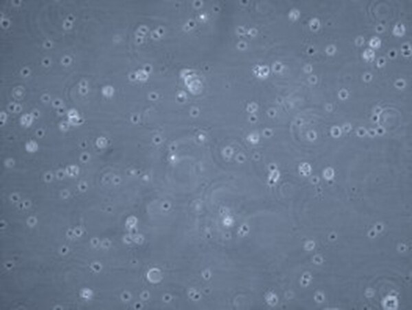 THP-1 NF-kappaB-eGFP Human Acute Monocytic Leukemia Cell Line | SCC223